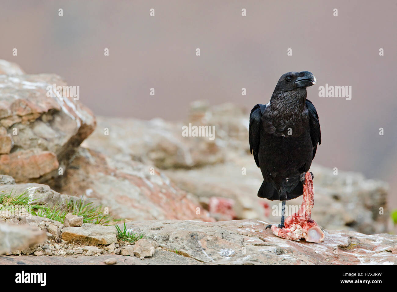 White-necked Raven (Corvus albicollis) scavenging a piece of bone ...