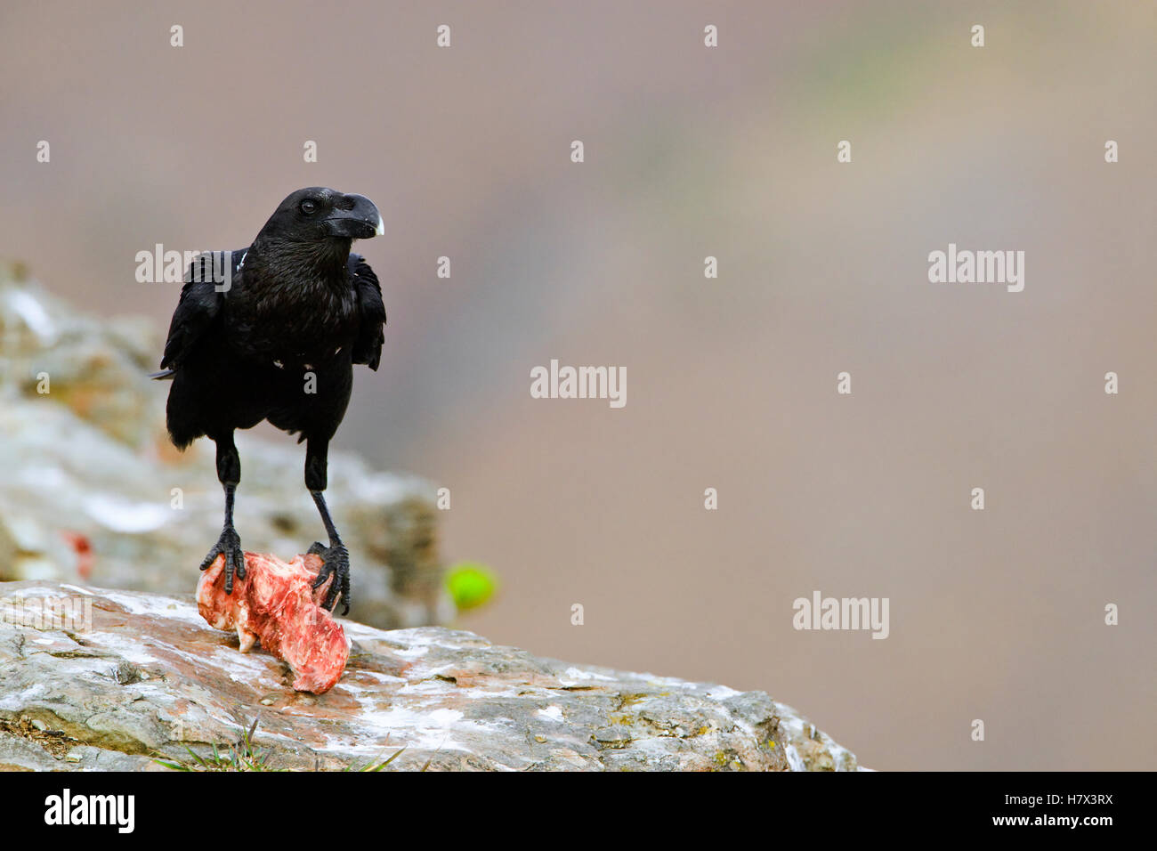 White-necked Raven (Corvus albicollis) scavenging a piece of bone ...