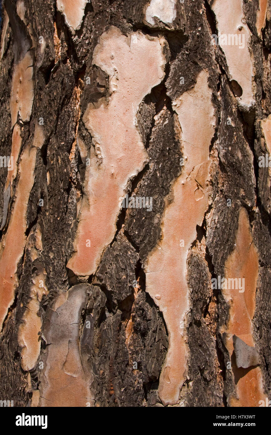 Pine (Pinus sp) tree bark, Rugged Glen Nature Reserve, South Africa ...