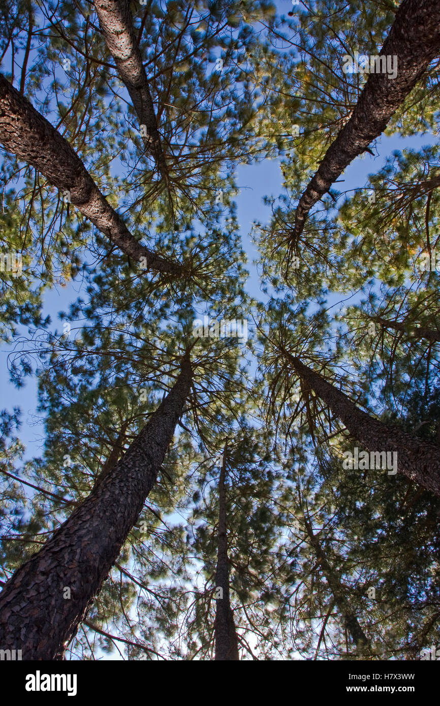 Pine (Pinus sp) forest towering into the sky, Rugged Glen Nature ...