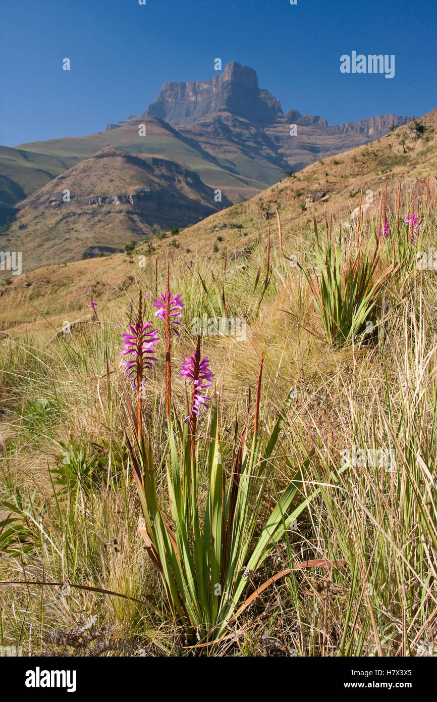 Bugle-lily (Watsonia sp) flowering with the eastern peak of the ...