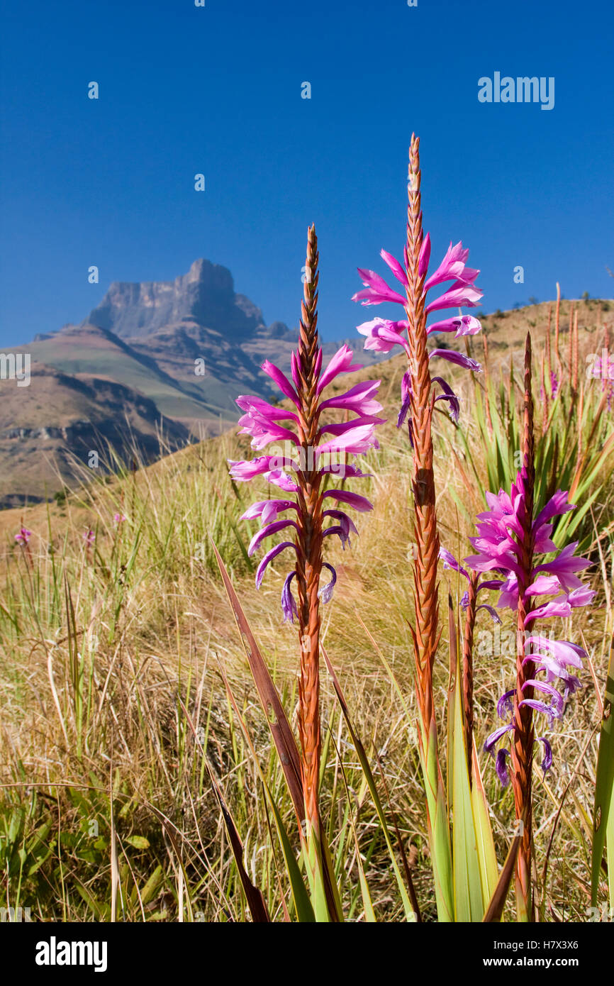 Bugle-lily (Watsonia sp) flowering with the eastern peak of the ...