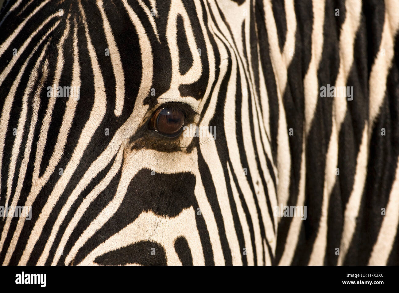 Zebra (Equus quagga) head showing striped hide, Khama Rhino Sanctuary ...