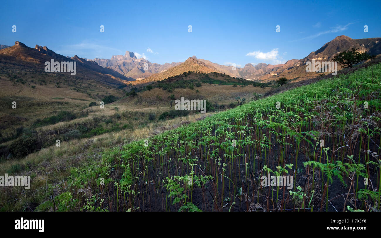 Mountain view with the sentinel of the Amphitheatre in the background ...