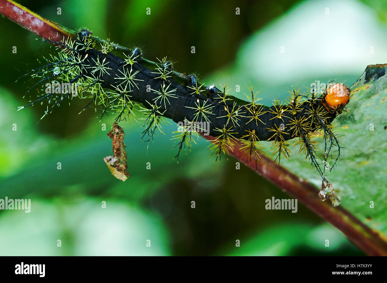 Saturniid Moth (Leucanella sp) caterpillar with poisonous spines, Mindo ...