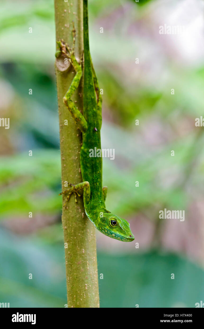 O'Shaughnessy's Anole (Anolis gemmosus) male bright green morph, Mindo ...