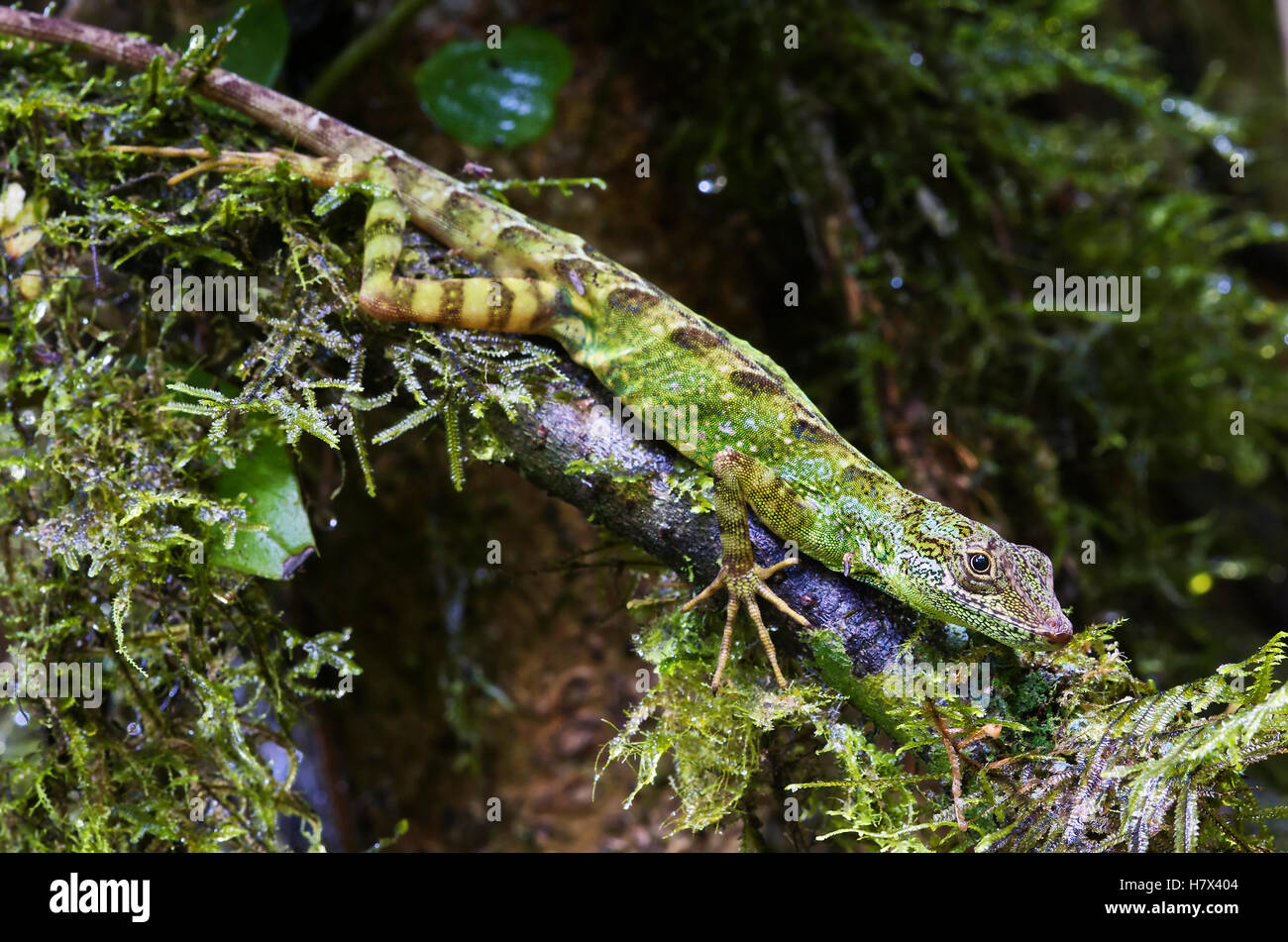 Equatorial Anole (Anolis aequatorialis) on mossy tree limb, Mindo ...