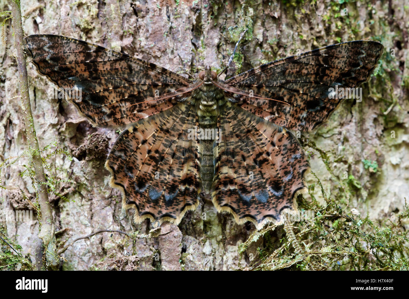 Looper Moth (Geometridae) camouflaged on a tree trunk, Mindo, Ecuador ...