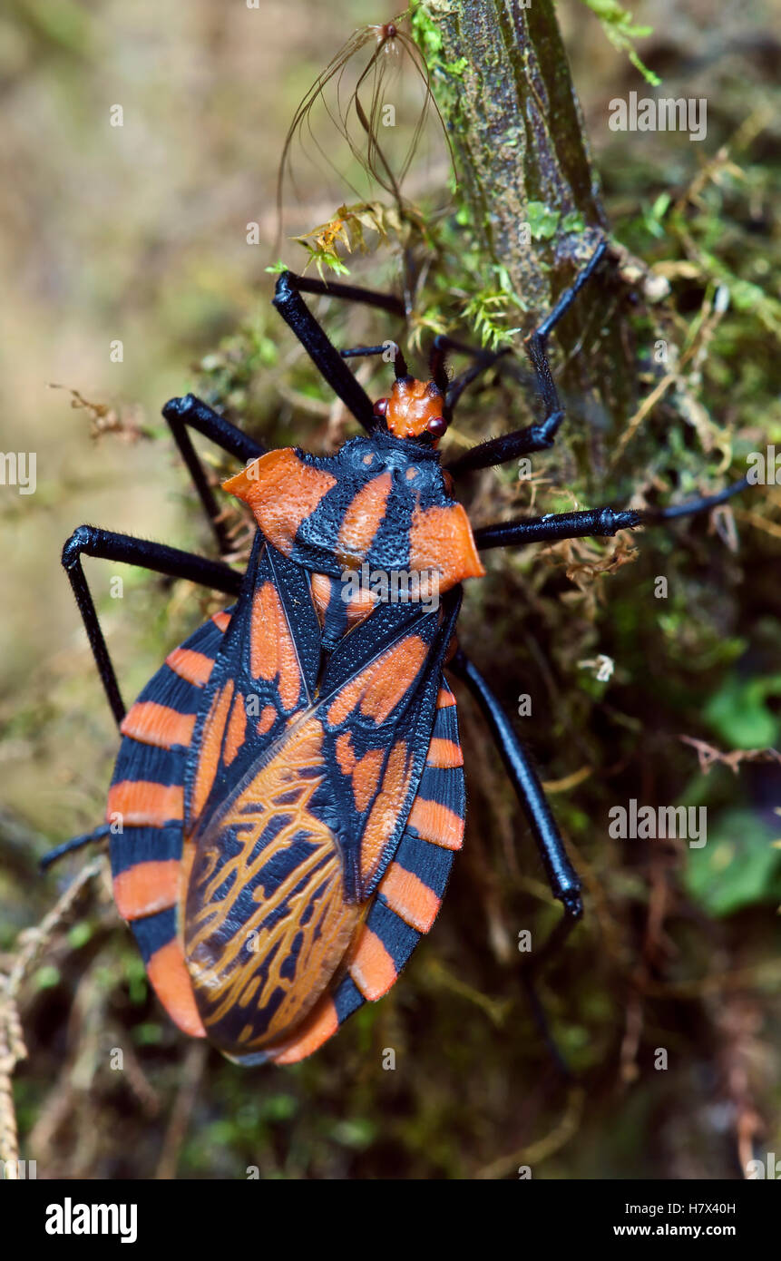 Assassin Bug (Reduviidae) close-up, Mindo, Ecuador Stock Photo - Alamy