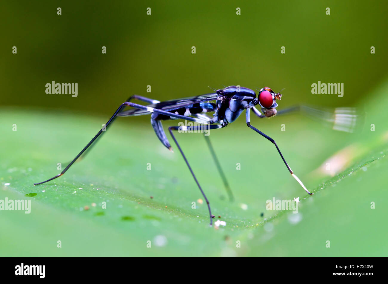 Stilt-legged Fly (Micropezidae) signalling with leg, Mindo, Ecuador ...
