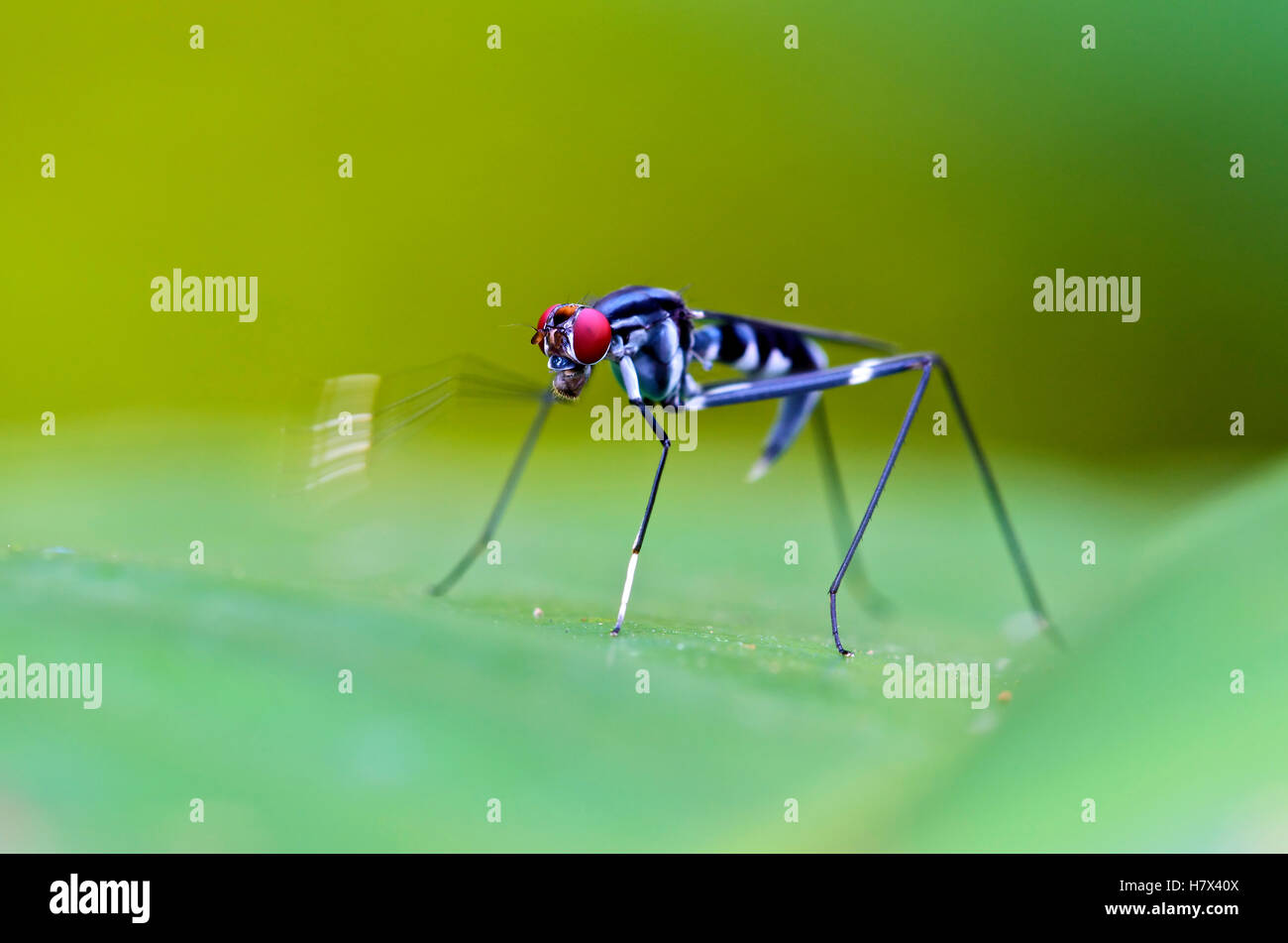 Stilt-legged Fly (Micropezidae) signalling with leg, Mindo, Ecuador ...