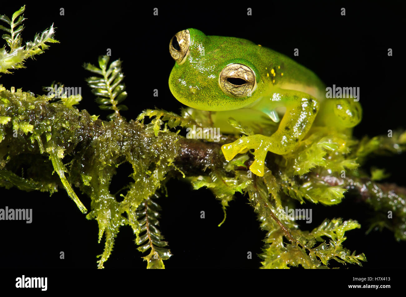 Emerald Glass Frog (Centrolene prosoblepon) male, Mindo, Ecuador Stock ...