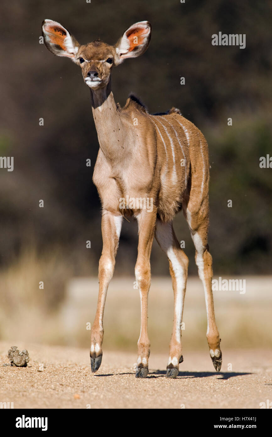 Greater Kudu (Tragelaphus strepsiceros) alert female, Gaborone Game ...