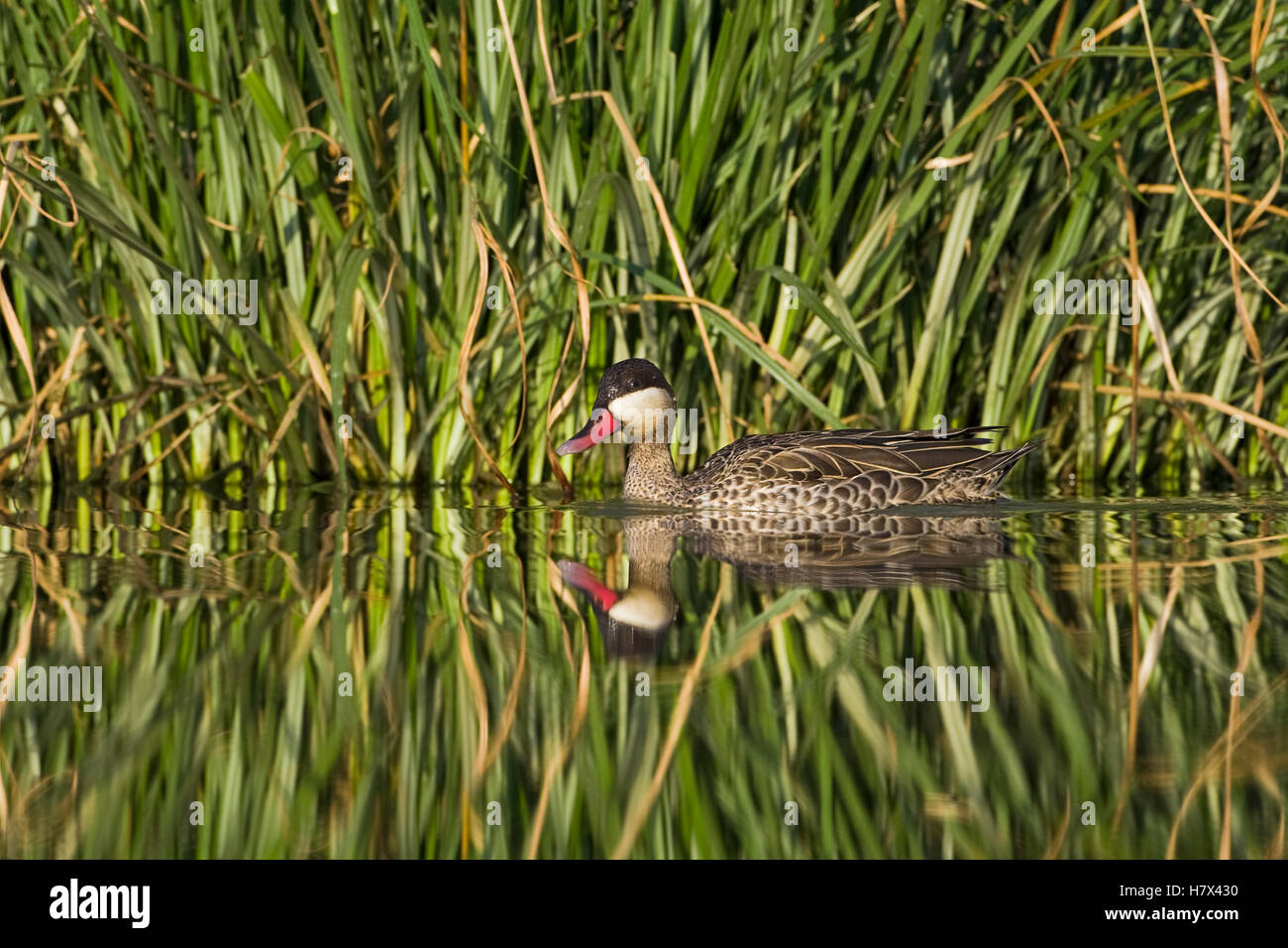 Red-billed Duck (Anas erythrorhyncha) swimming in wetland, Gaborone ...