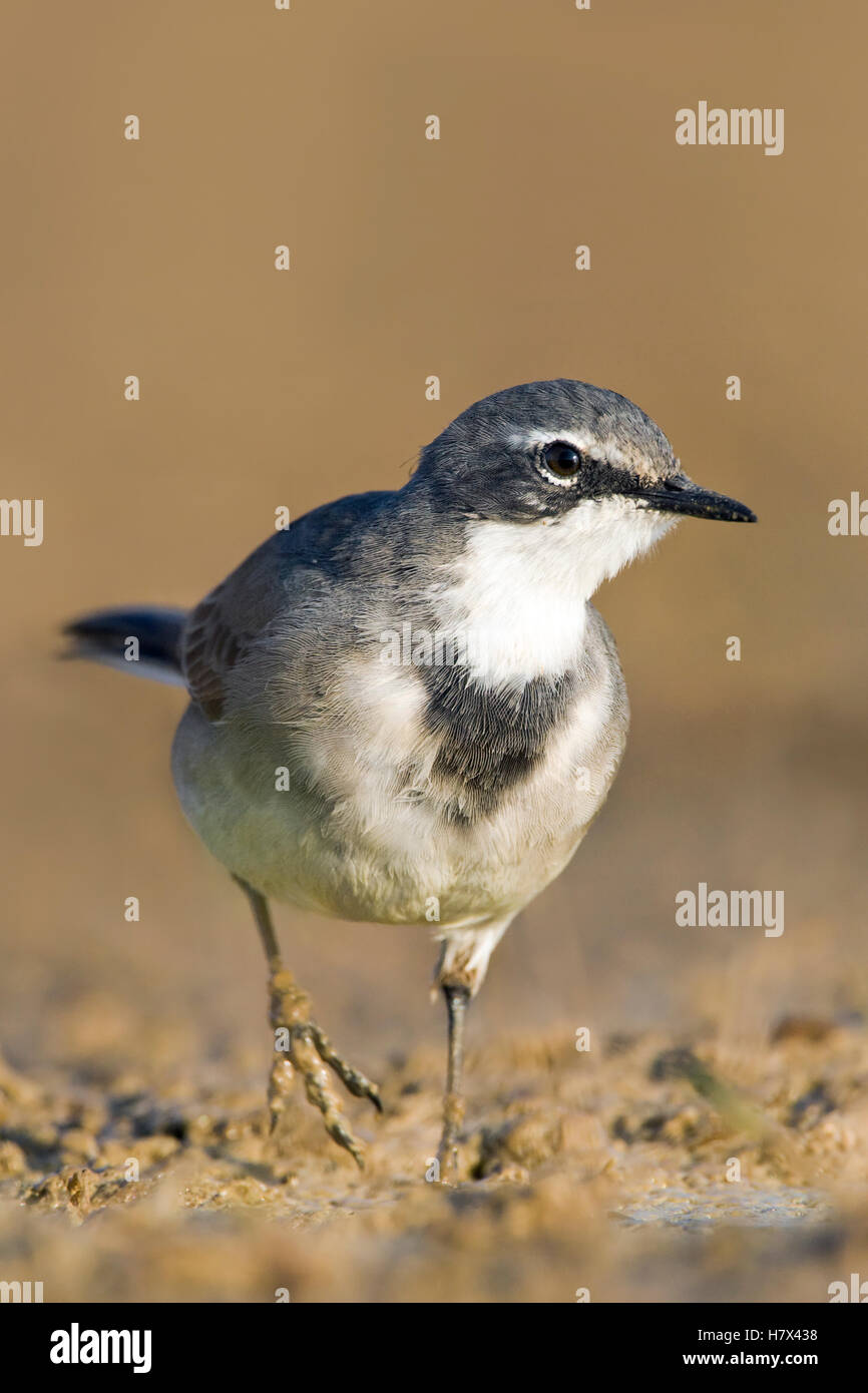Cape Wagtail (Motacilla capensis) walking, Gaborone Dam, Botswana Stock ...
