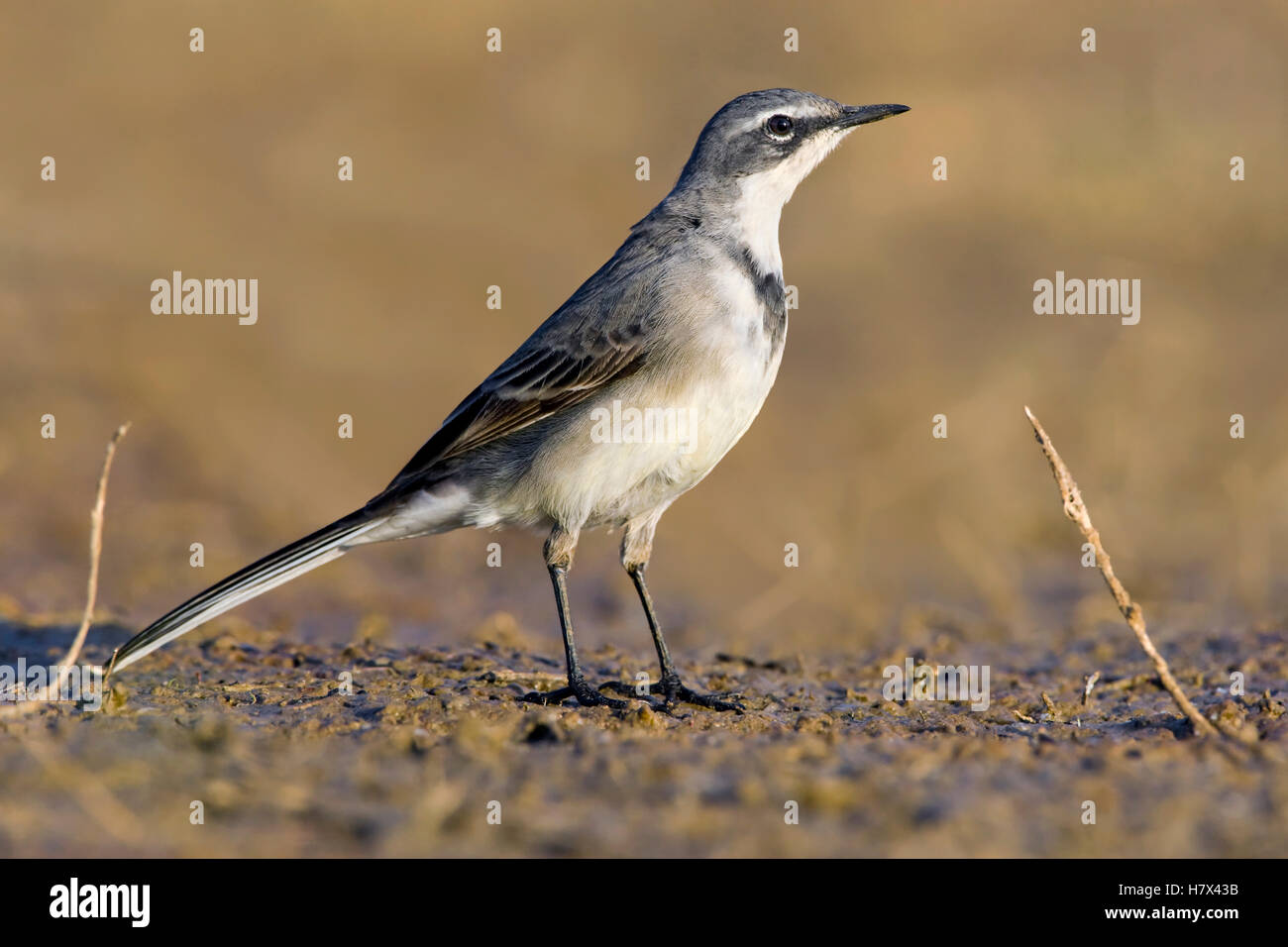 Cape Wagtail (Motacilla capensis), Gaborone Dam, Botswana Stock Photo ...