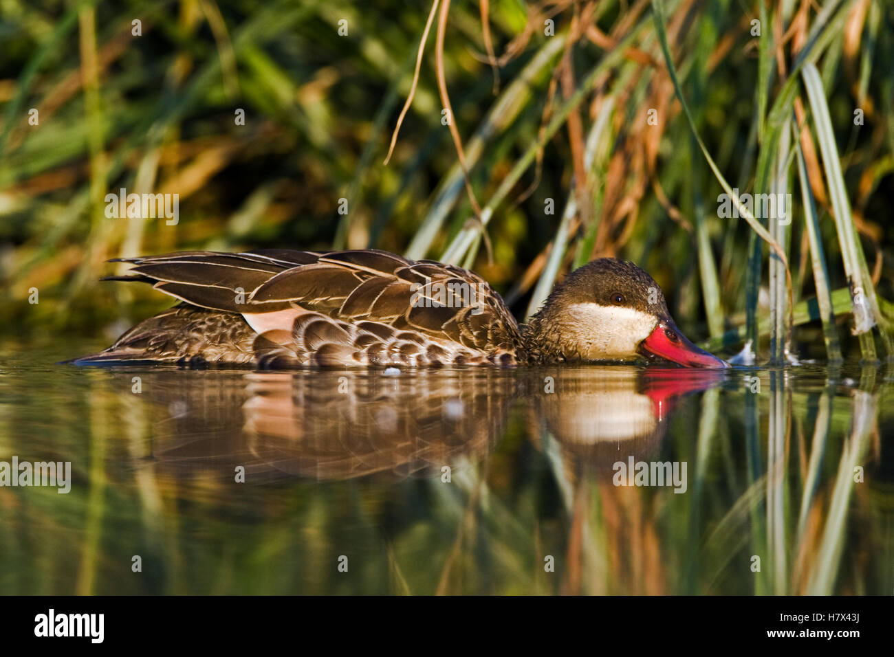 Red-billed Duck (Anas erythrorhyncha) foraging, Gaborone Game Reserve ...