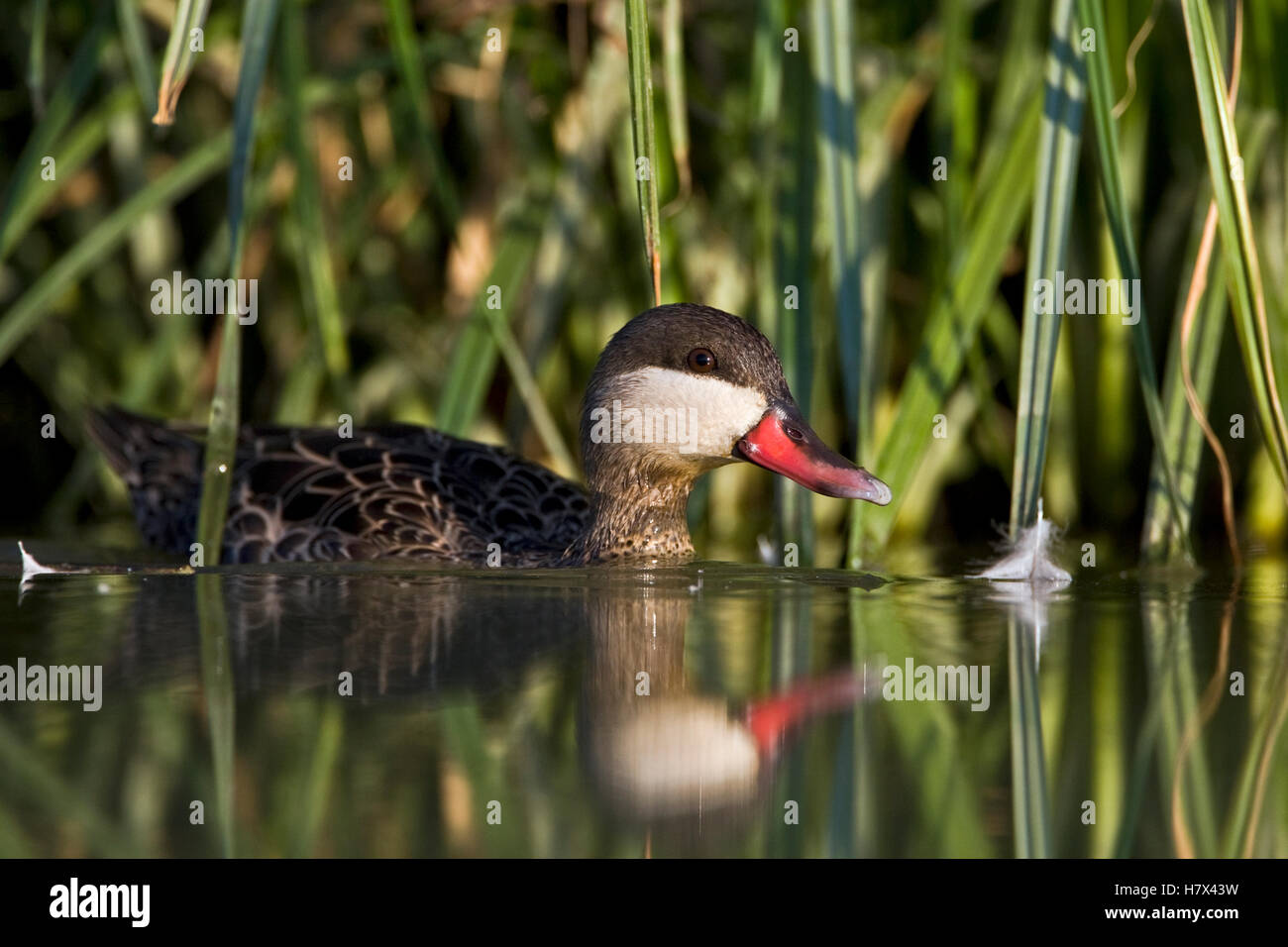 Red-billed Duck (Anas erythrorhyncha) in wetland habitat, Gaborone Game ...