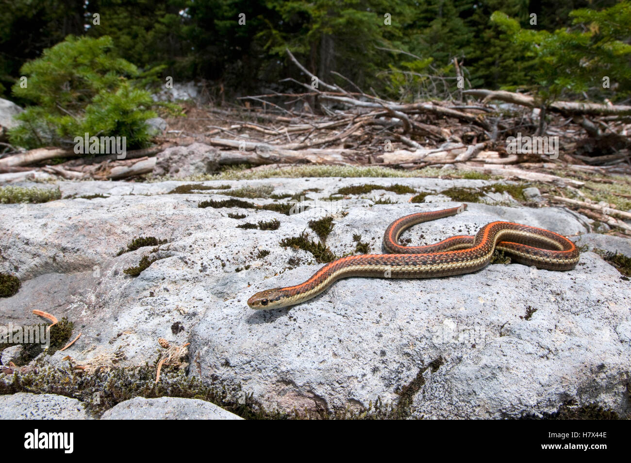 Northwestern Garter Snake (Thamnophis ordinoides) basking in subalpine ...