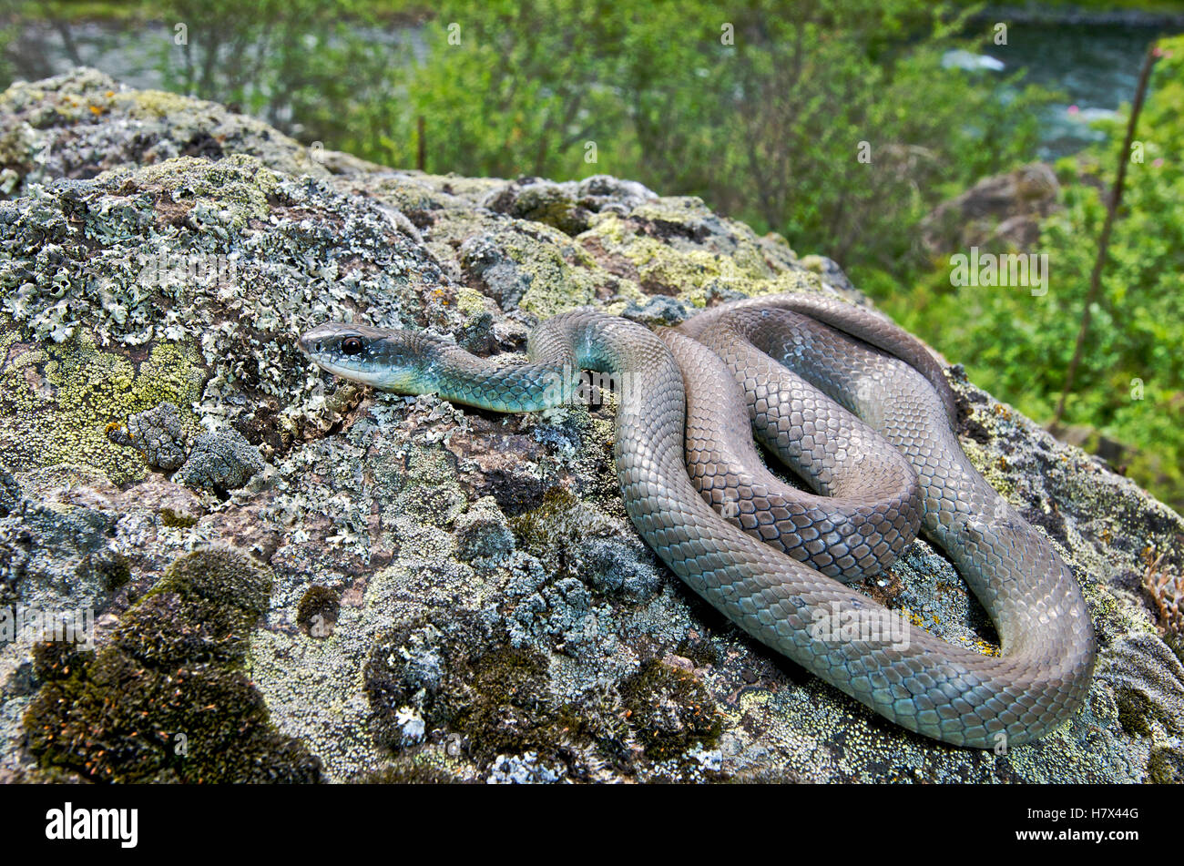 Western Yellow-bellied Racer (Coluber constrictor mormon) near Imnaha ...