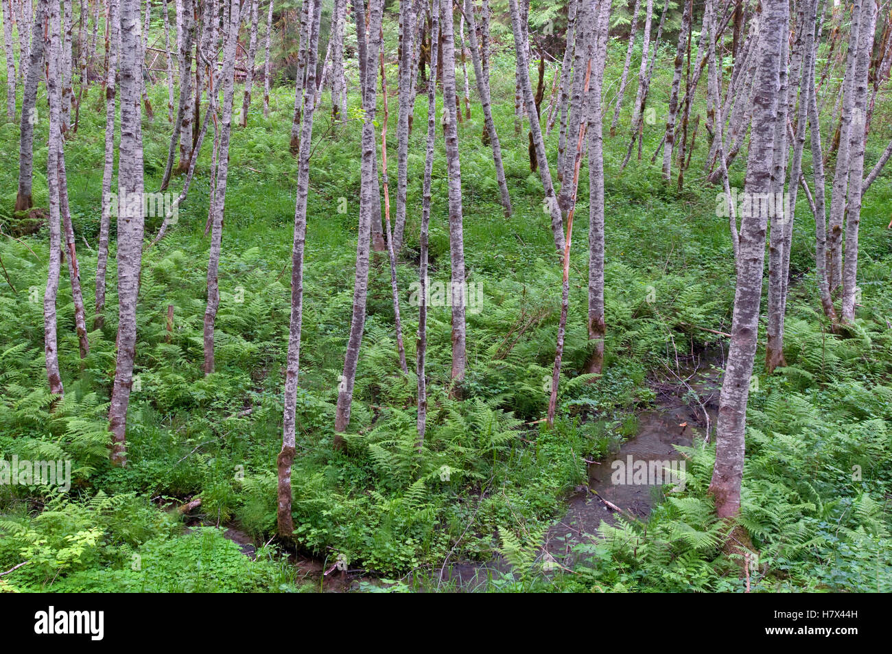 Alder (Alnus sp ) forest with stream, Mount Rainier National Park ...