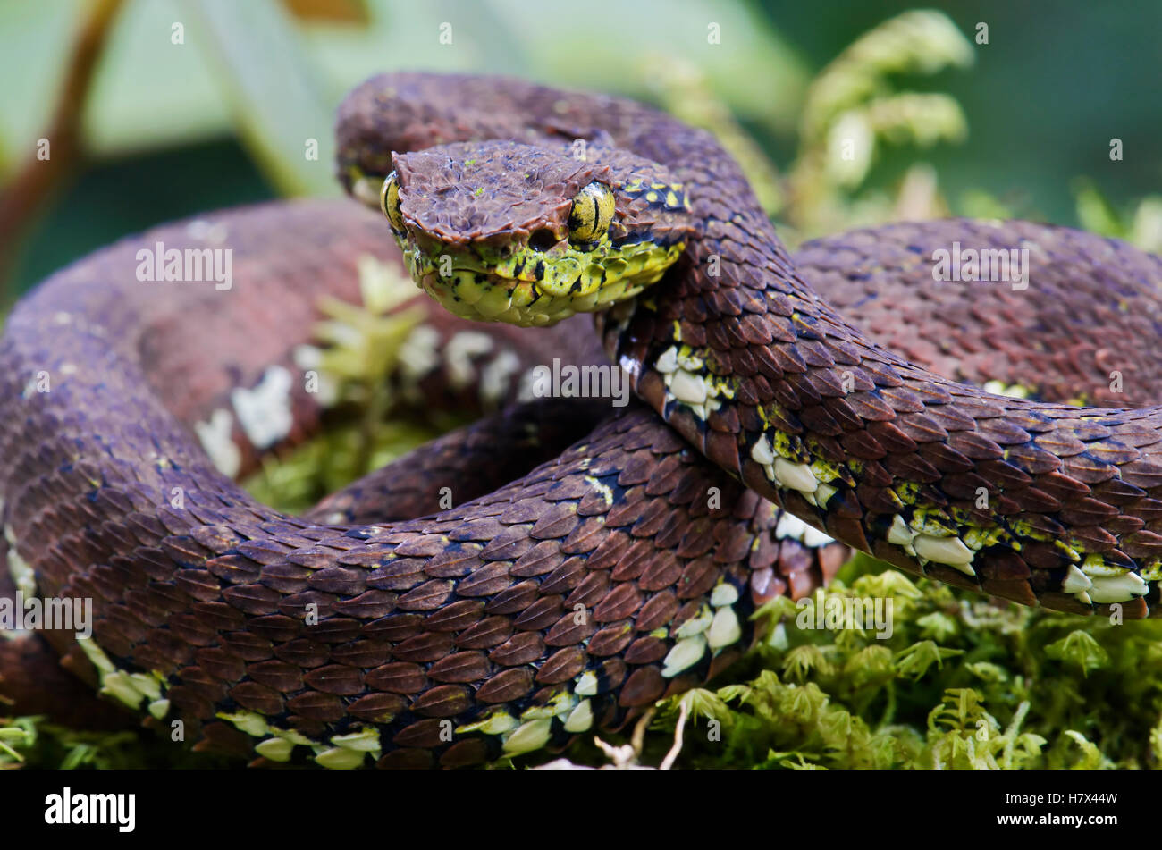 Eyelash Viper (Bothriechis schlegelii) juvenile on mossy tree, Mindo, Ecuador Stock Photo - Alamy