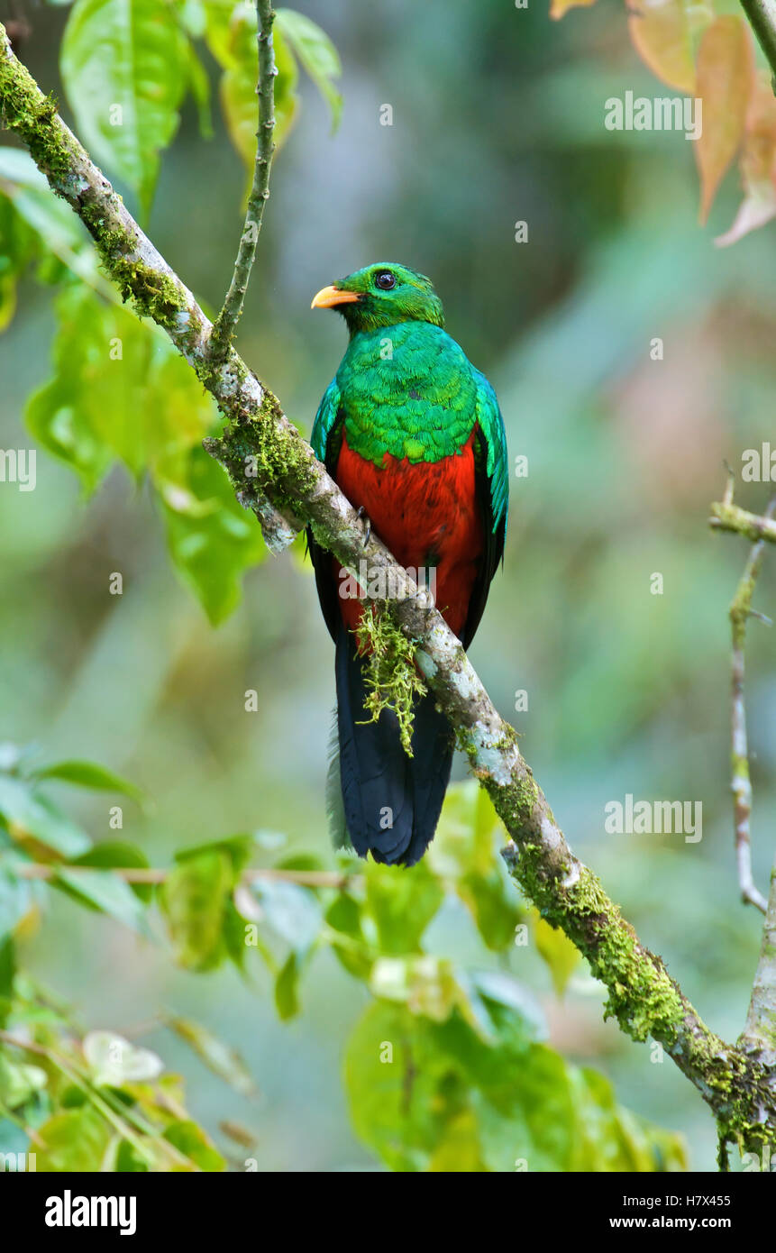 Golden-headed Quetzal (Pharomachrus auriceps) male perched on a branch ...
