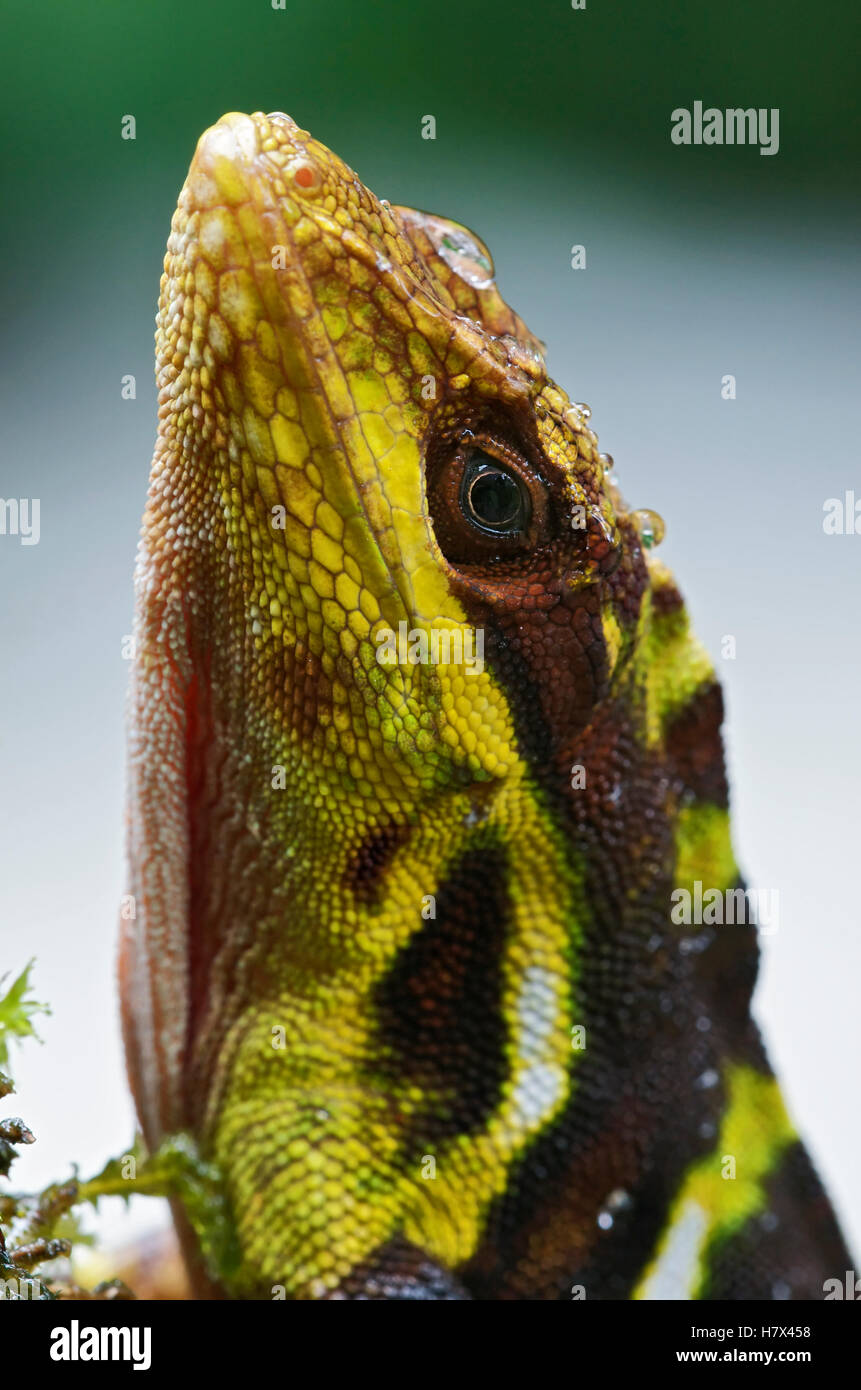 Giant Anole (Dactyloa microtus) male, Boquete, Panama Stock Photo - Alamy