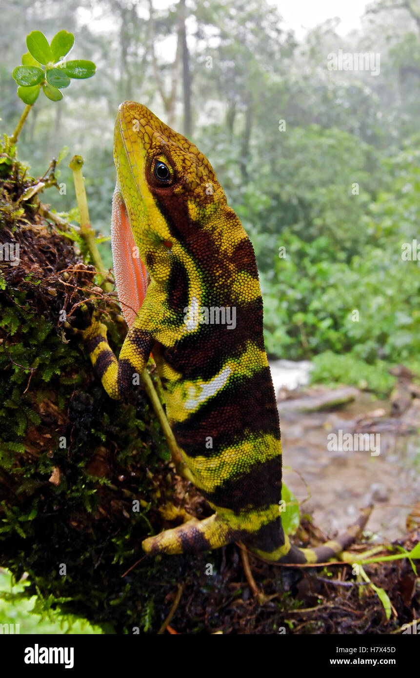 Giant Anole (Dactyloa microtus) male on a tree trunk, Boquete, Panama ...