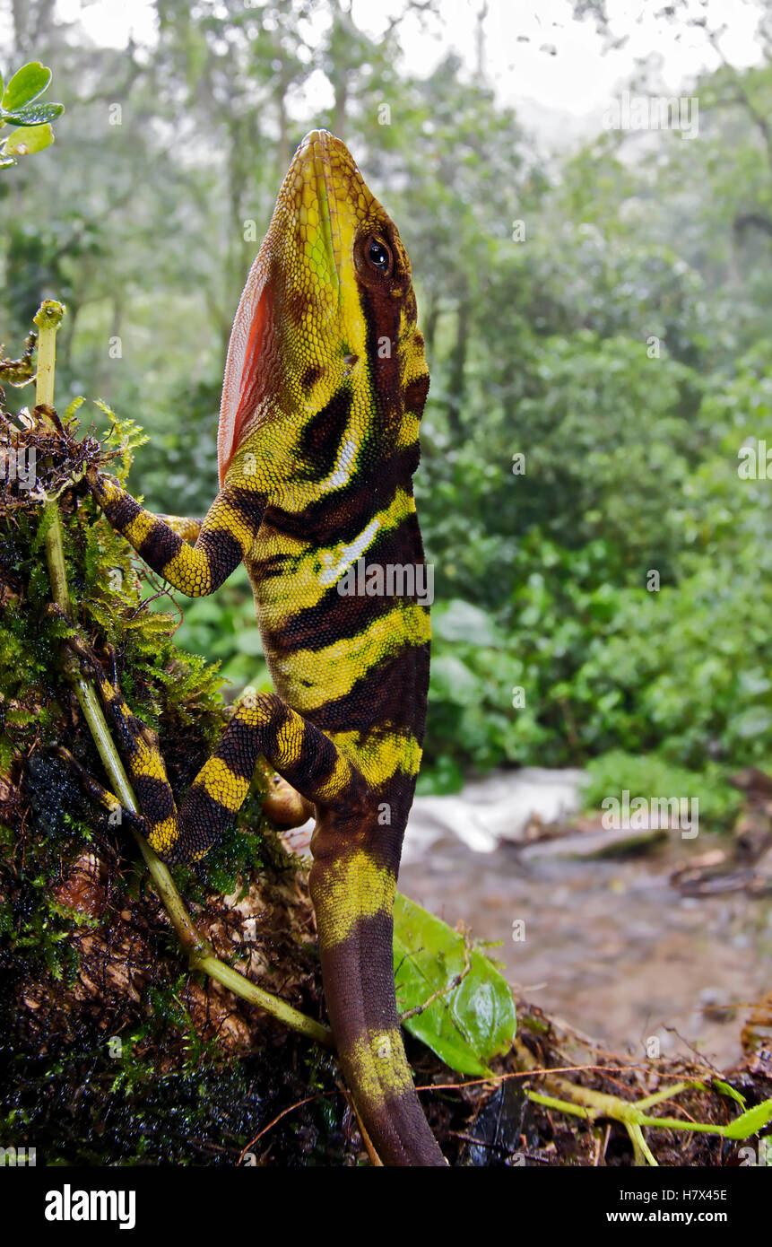 Giant Anole (Dactyloa microtus) male on a tree trunk, Boquete, Panama ...