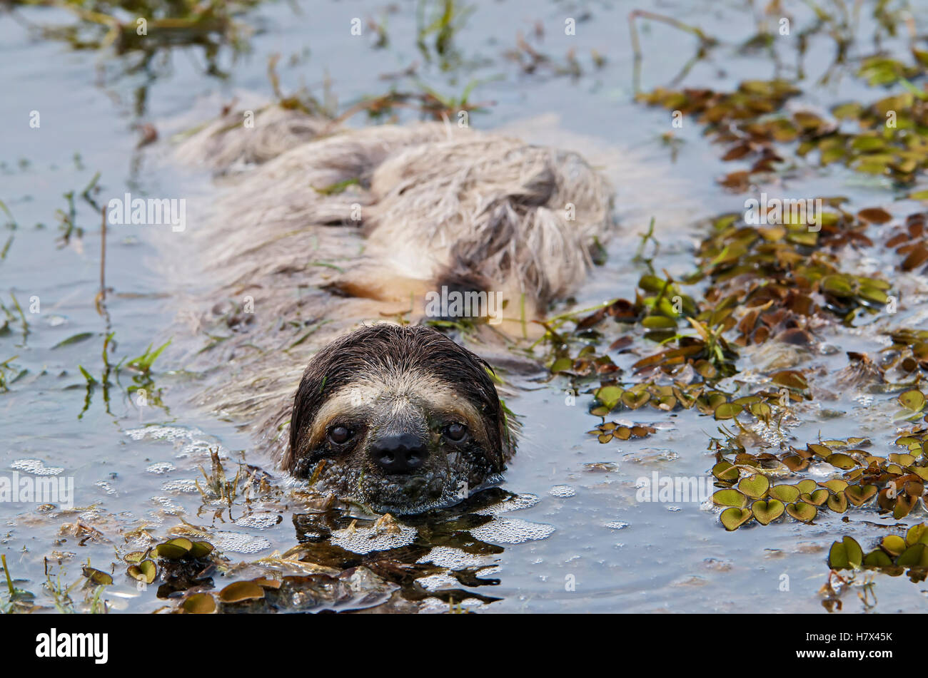 Brown-throated Three-toed Sloth (Bradypus variegatus) male swimming ...