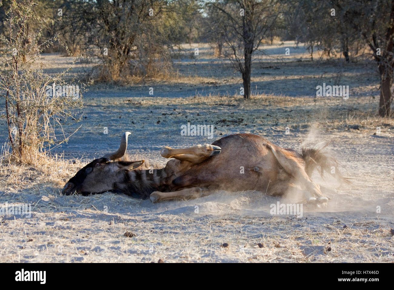 Blue Wildebeest (Connochaetes taurinus) dust bathing, Makgadikgadi ...