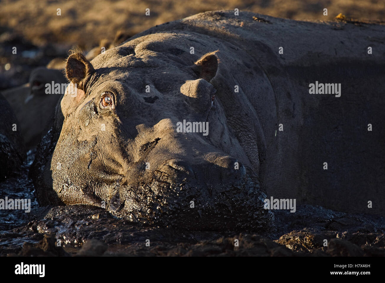 Hippopotamus (Hippopotamus amphibius) wallowing in mud, Makgadikgadi ...