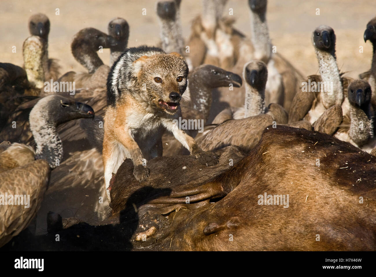 Black-backed Jackal (Canis mesomelas) scaring off African White-backed ...