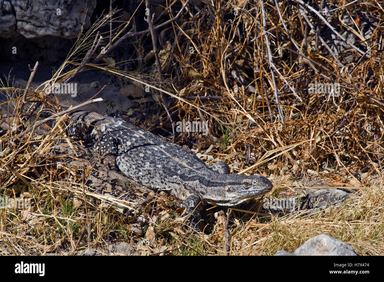 White-throated Monitor (Varanus albigularis) lizard emerging from ...