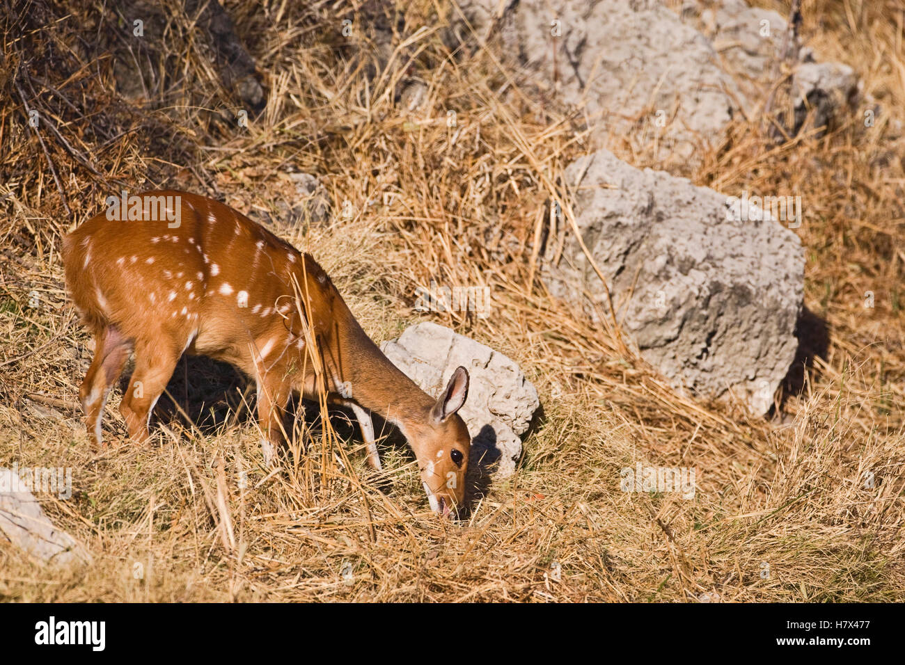 Bushbuck (Tragelaphus scriptus) female grazing, Makgadikgadi, Botswana ...