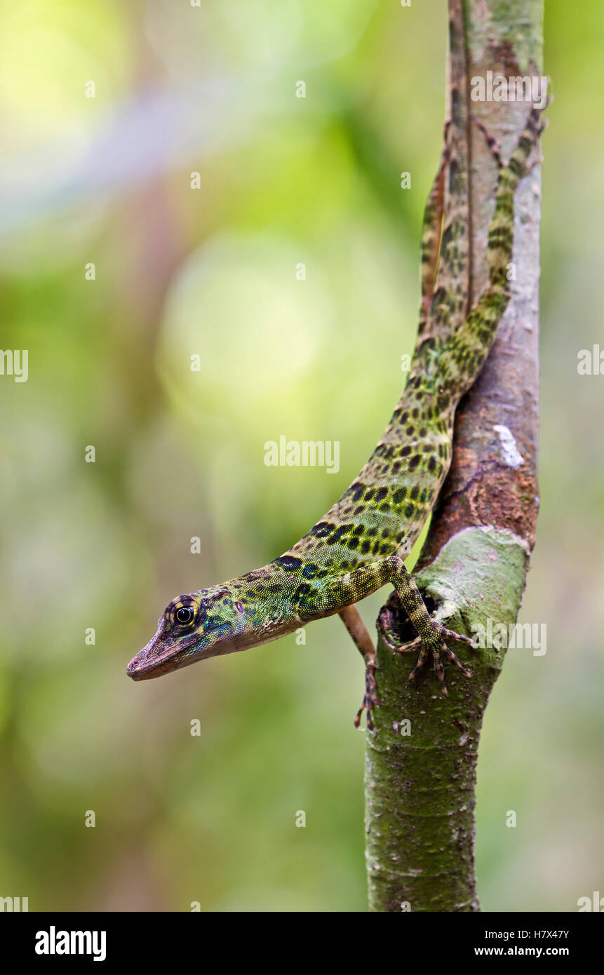 Giant Green Anole (Anolis frenatus) female, central Panama Stock Photo ...