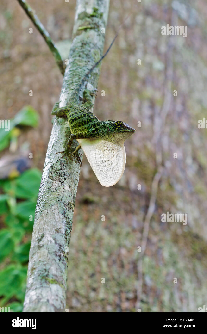 Giant Green Anole (Anolis frenatus) large male displaying dewlap ...