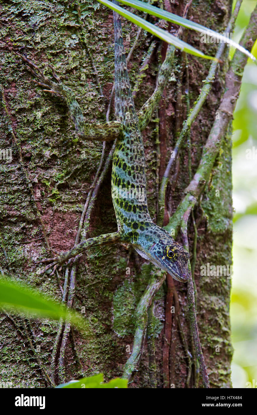 Giant Green Anole (Anolis frenatus) male on tree trunk, central Panama ...