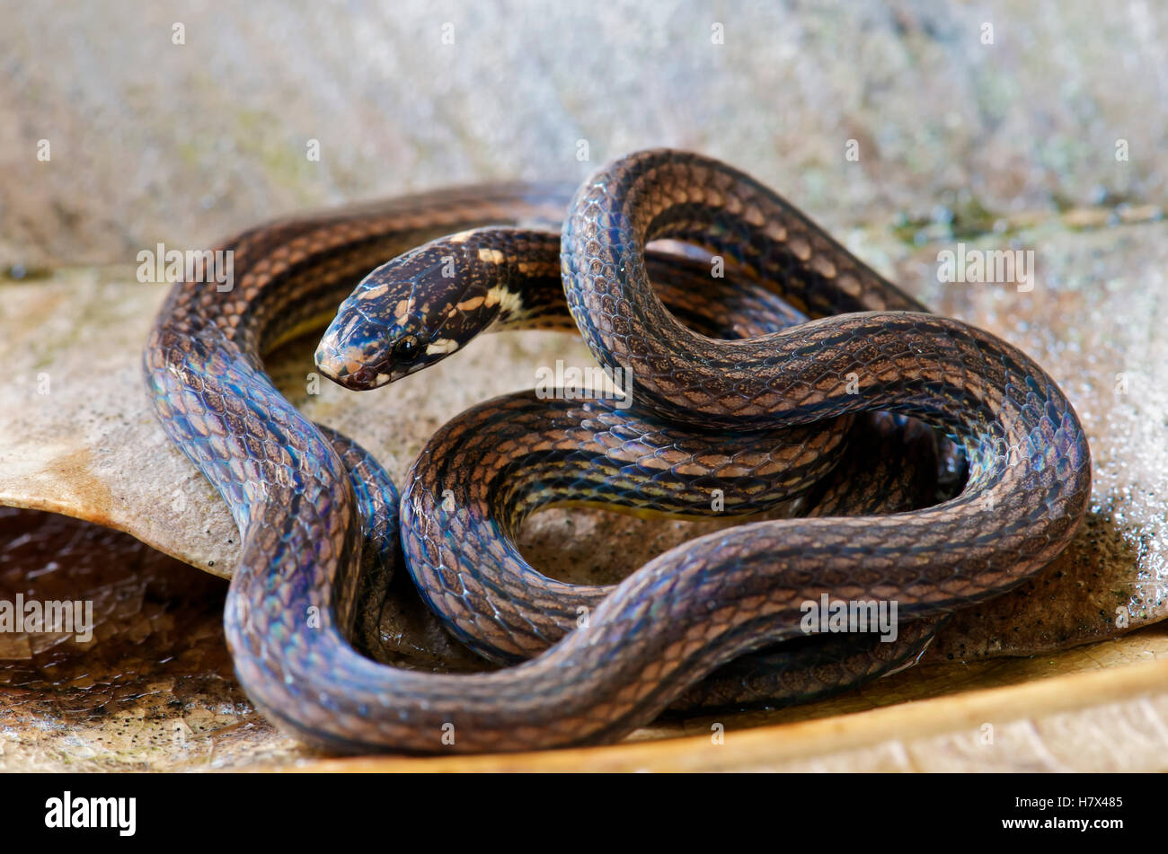 Striped Crowned Snake (Tantilla ruficeps) coiled, central Panama Stock ...