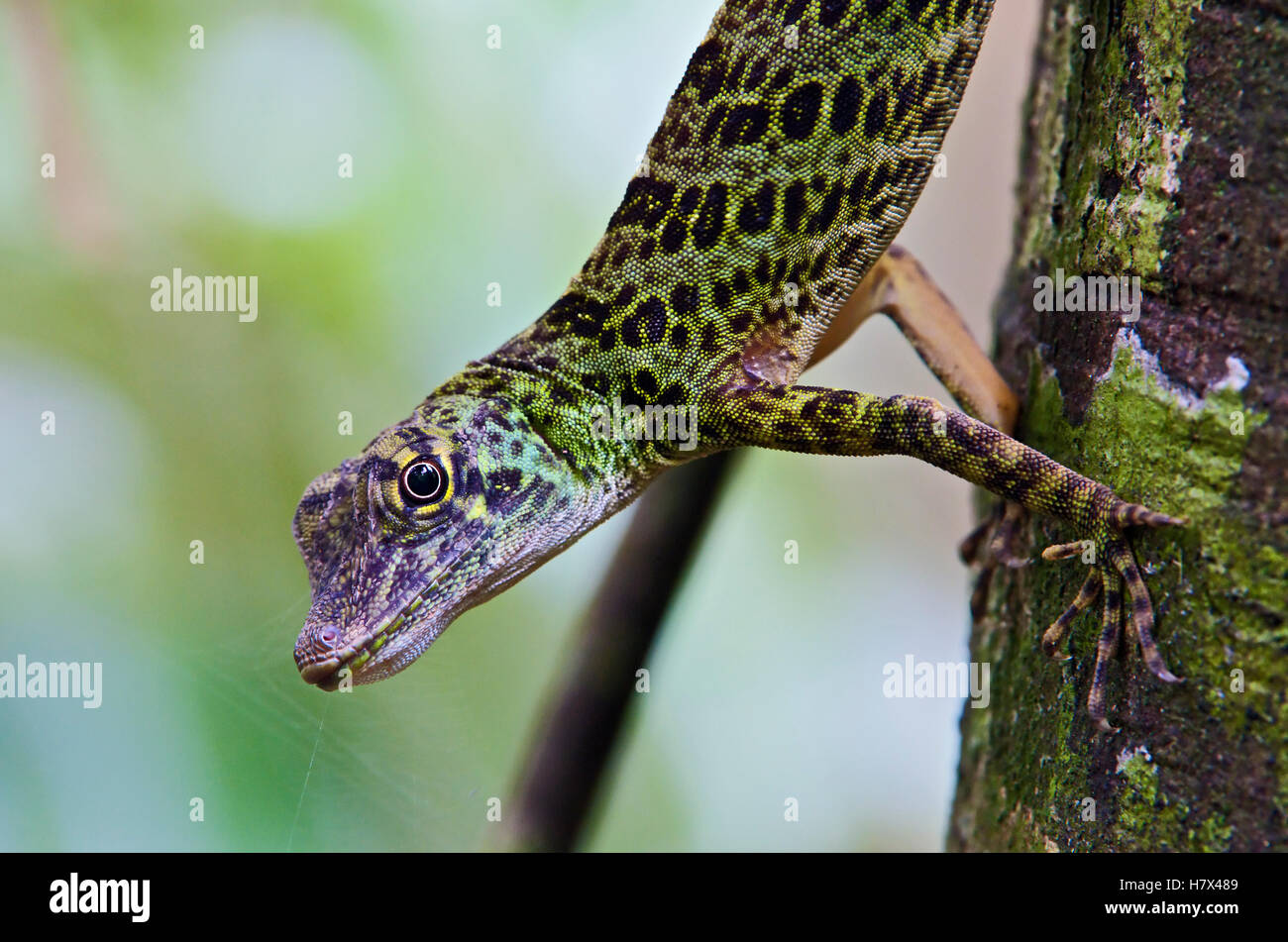 Giant Green Anole (Anolis frenatus) female, central Panama Stock Photo - Alamy