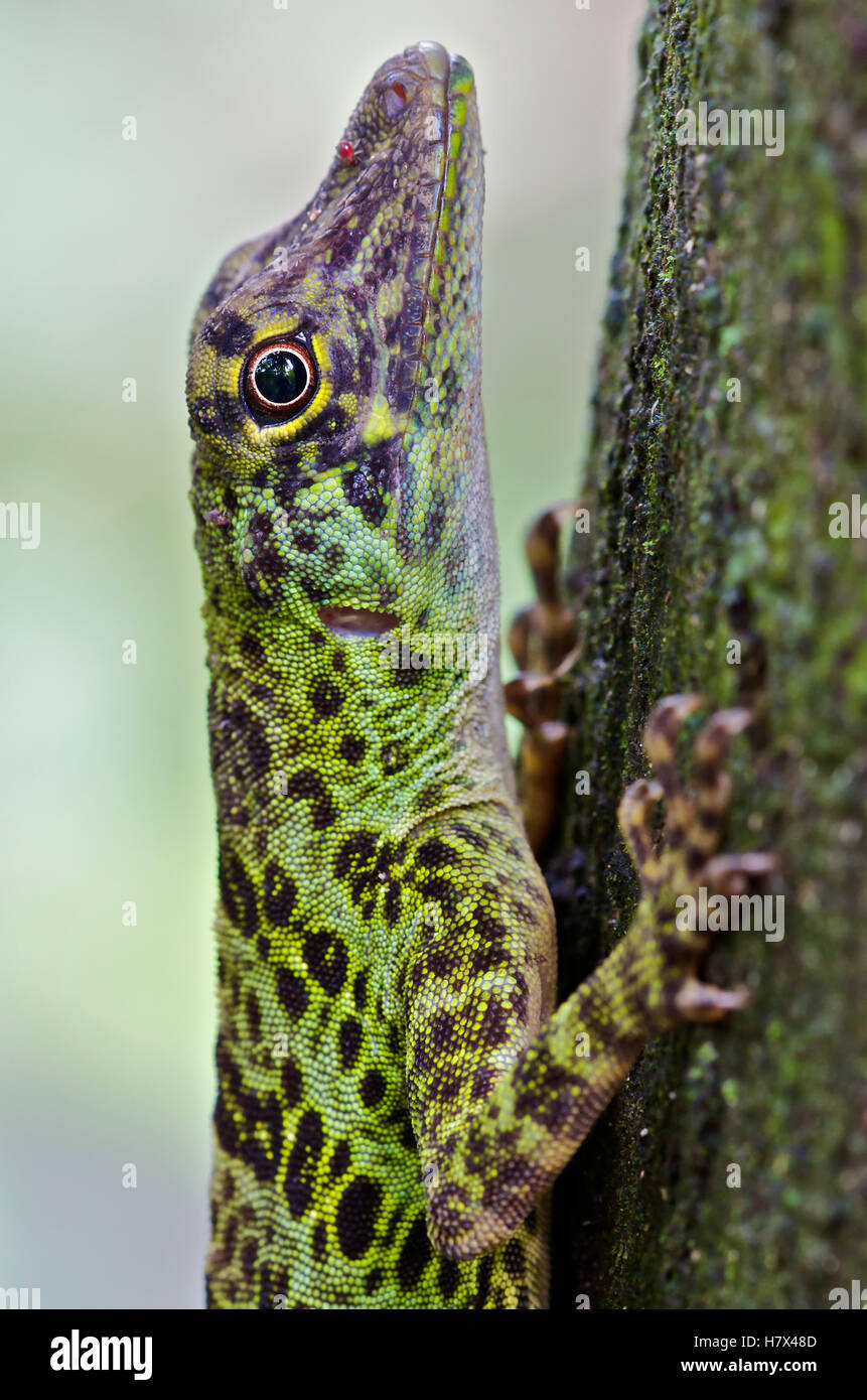 Giant Green Anole (Anolis frenatus) female, central Panama Stock Photo ...