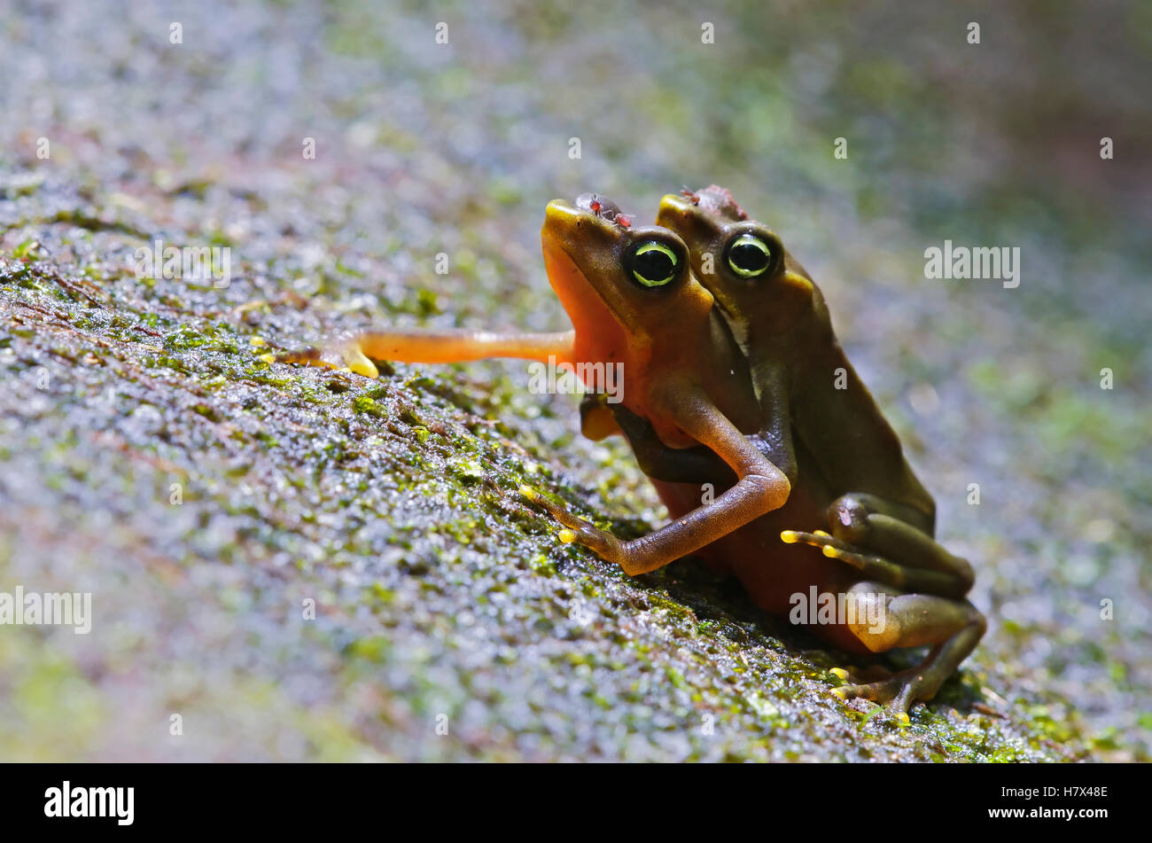 Sapo Limosa (Atelopus limosus) toad pair in amplexus being bitten by ...