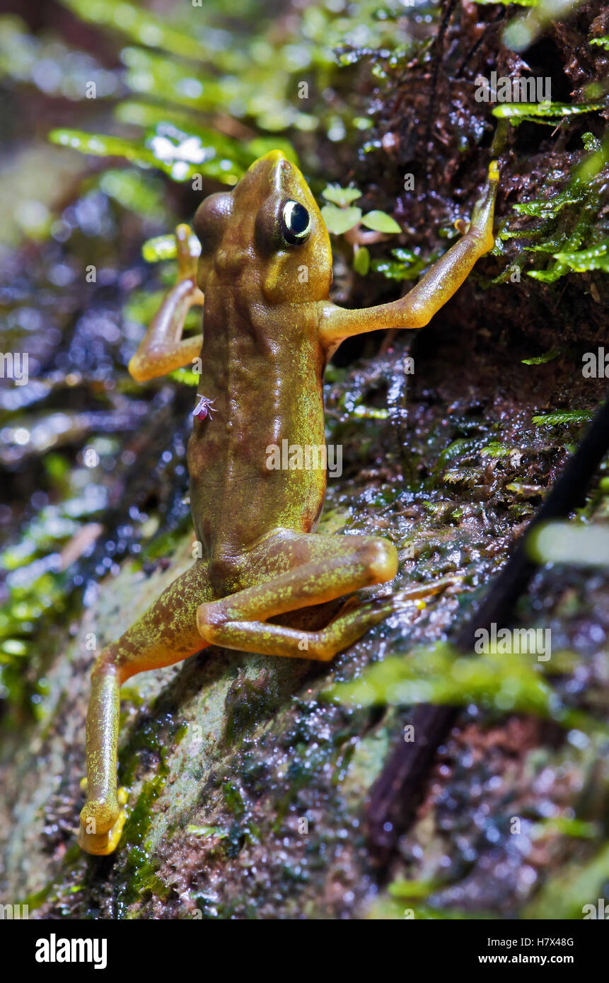 Sapo Limosa (Atelopus limosus) toad male, central Panama Stock Photo ...