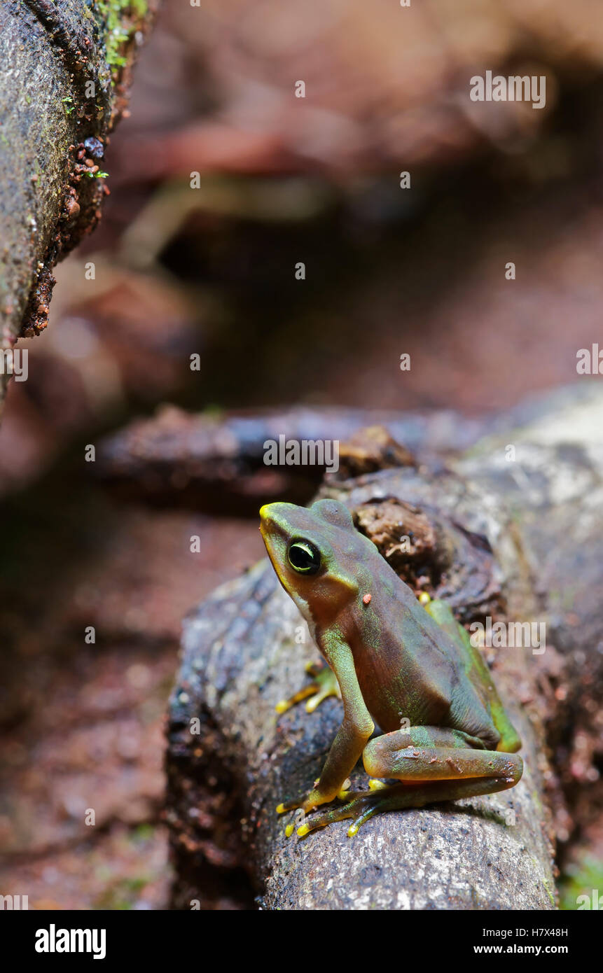 Sapo Limosa (Atelopus limosus) toad male, central Panama Stock Photo ...