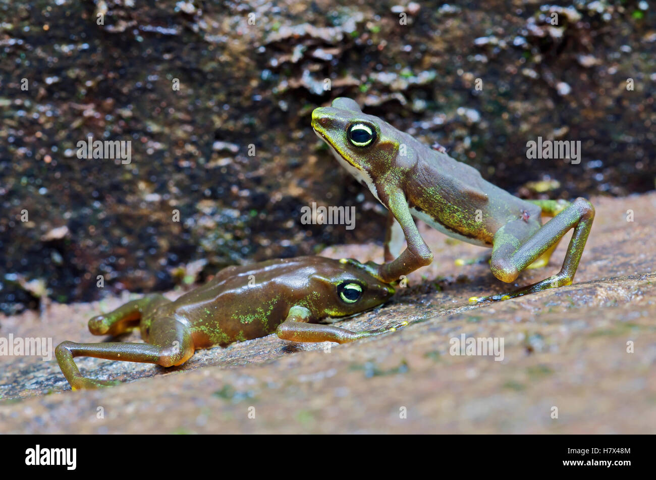 Sapo Limosa (Atelopus limosus) encounter between male toads, loser ...