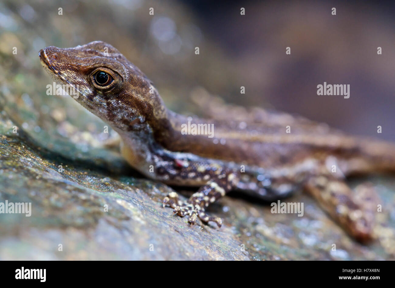 Dappled Anole (Norops poecilopus) female on rock, central Panama Stock ...