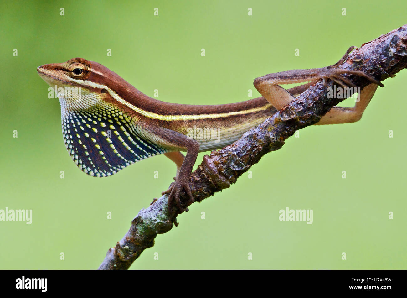 Grass Anole (Norops auratus) male displaying dewlap, central Panama ...