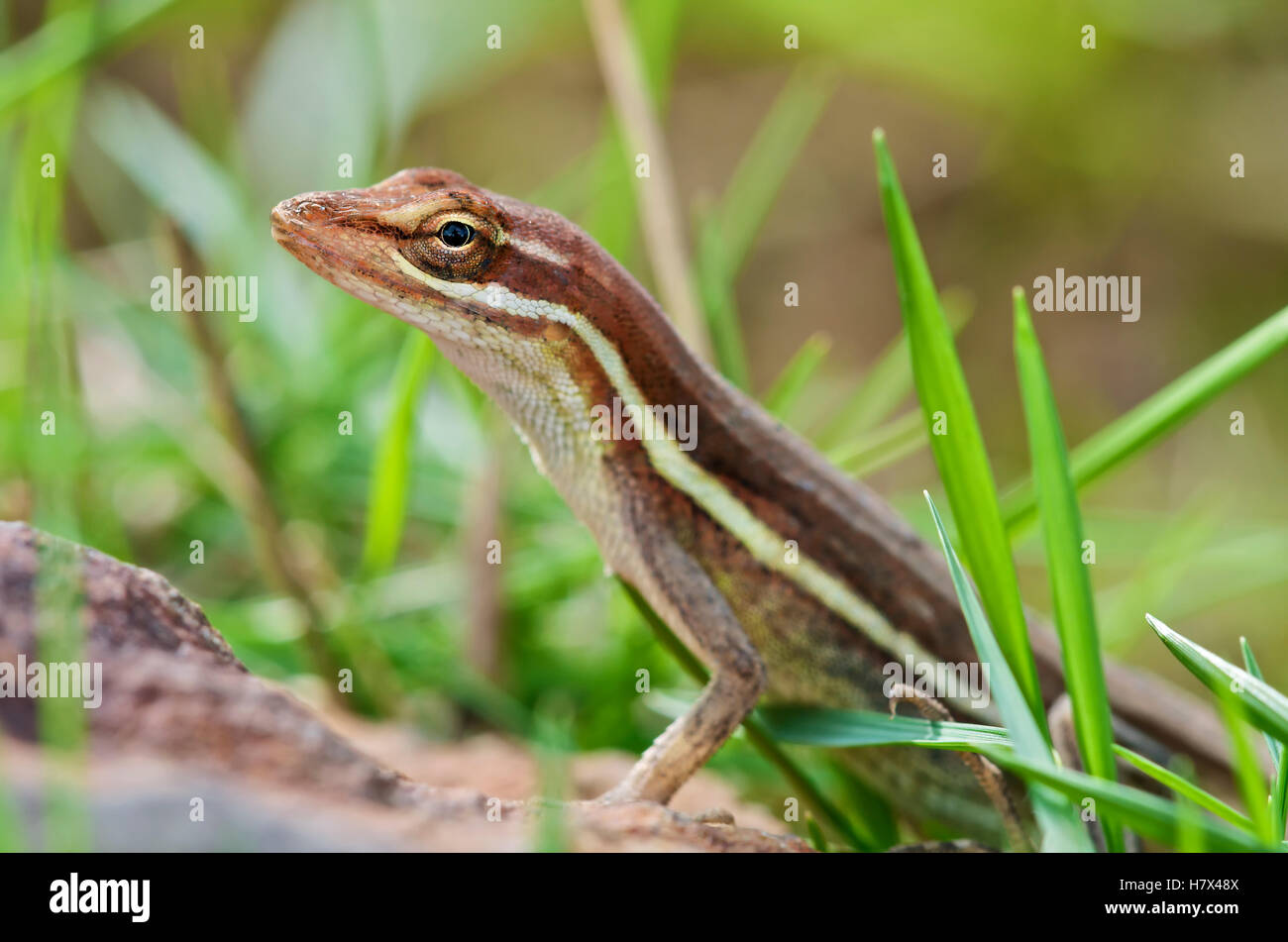 Grass Anole (Norops auratus) female, central Panama Stock Photo - Alamy