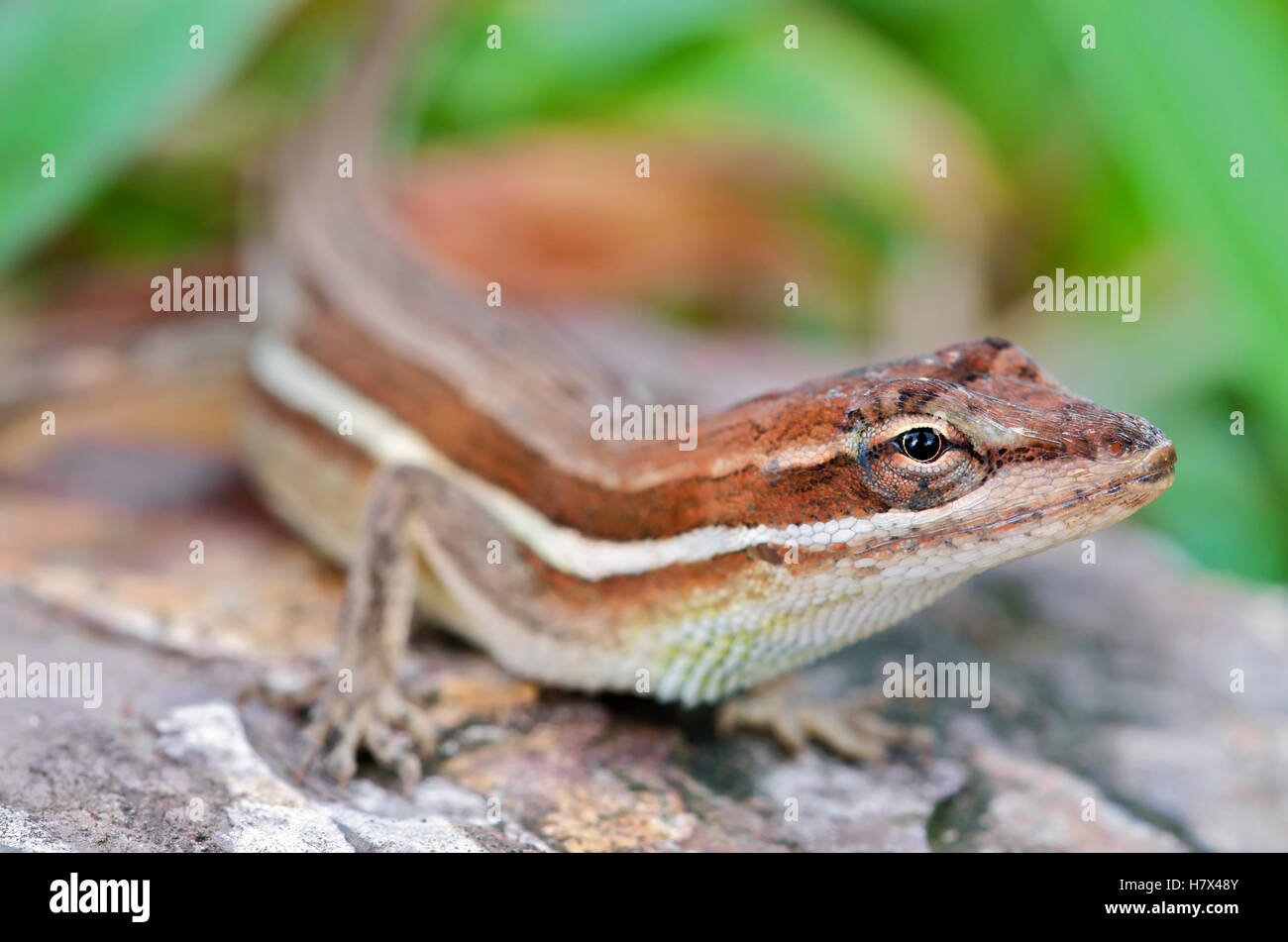 Grass Anole (Norops auratus) female, central Panama Stock Photo - Alamy